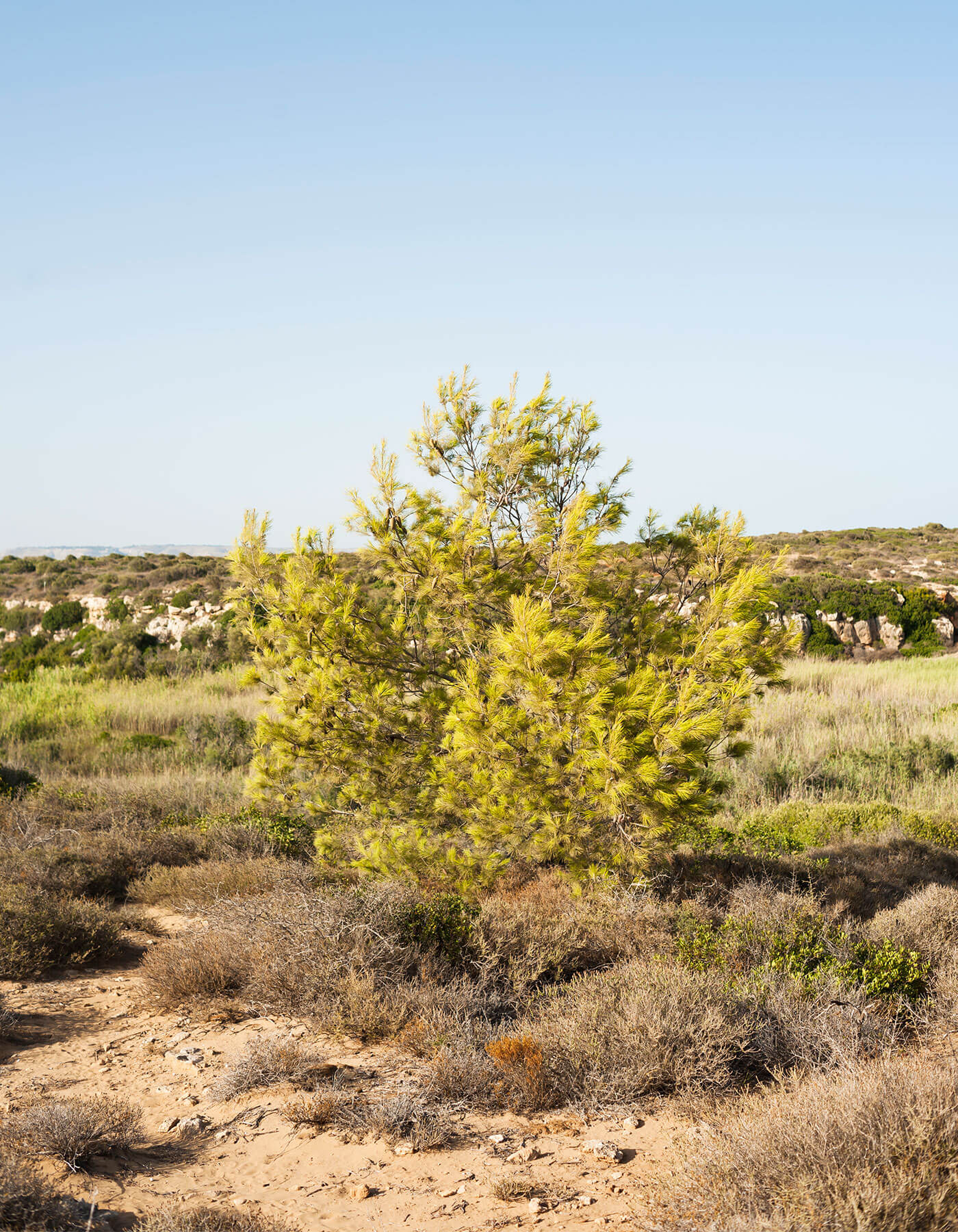 RODA obtains the ISO 14001:2015 certification - Roda