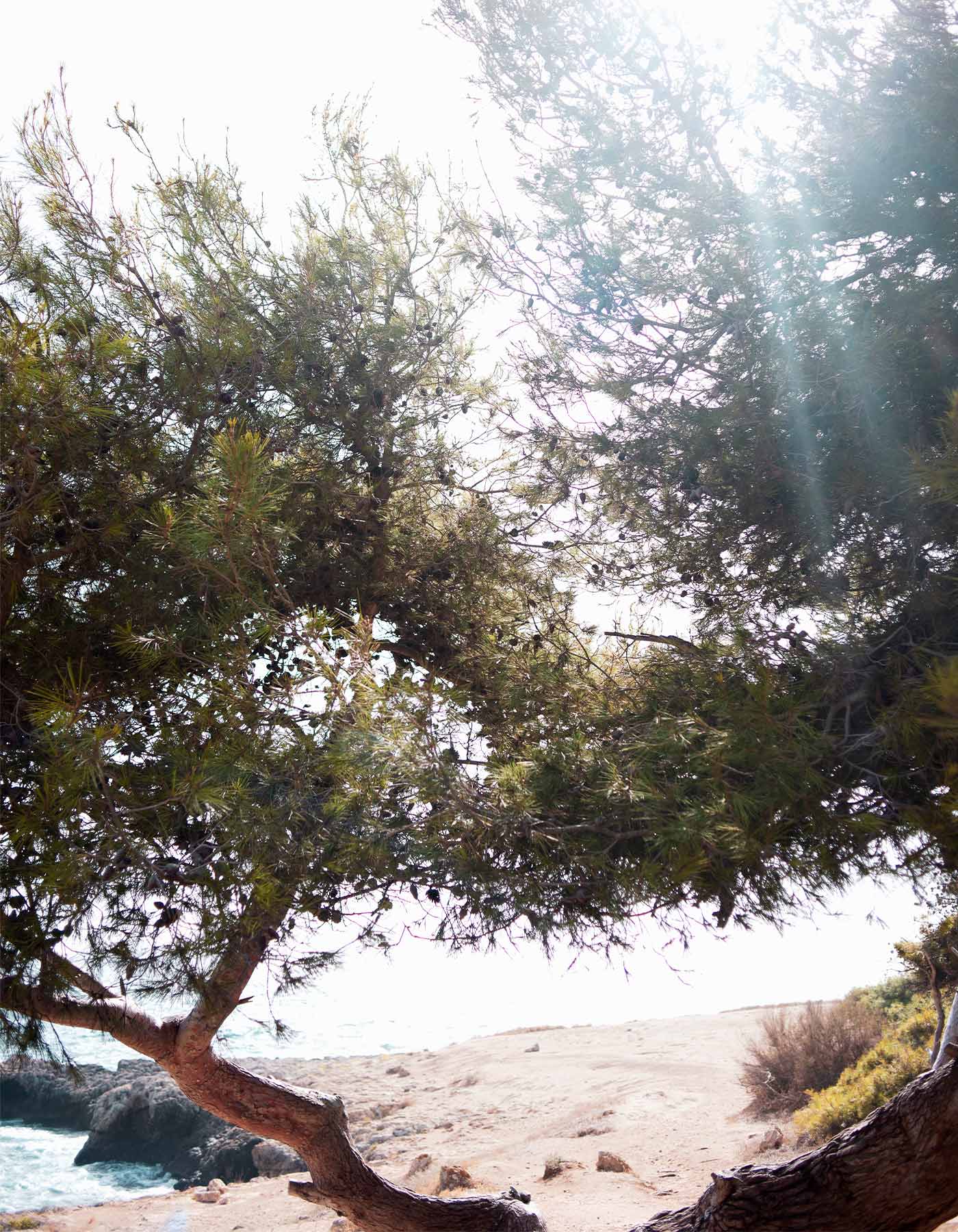 FSC® Forest Week 2024 - Roda